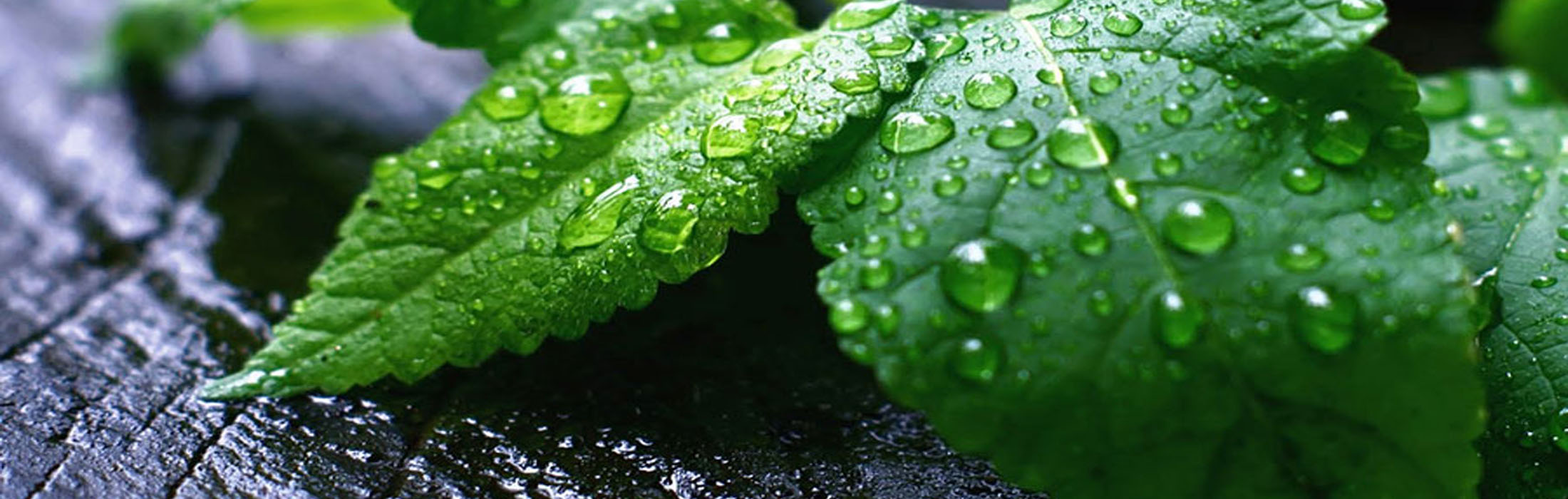Nutrición Vegetal Foliares Menores – Agrobiotecnica, C. A – Agrobiotecnica